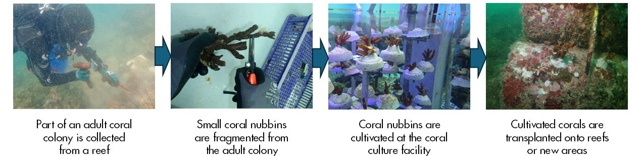 100k Corals Initiative